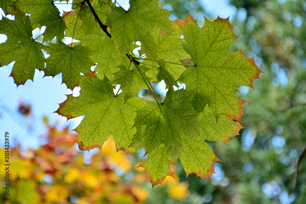 Hojas de arce, aún en sus ramas, cambiando de color, en otoño Stock ...