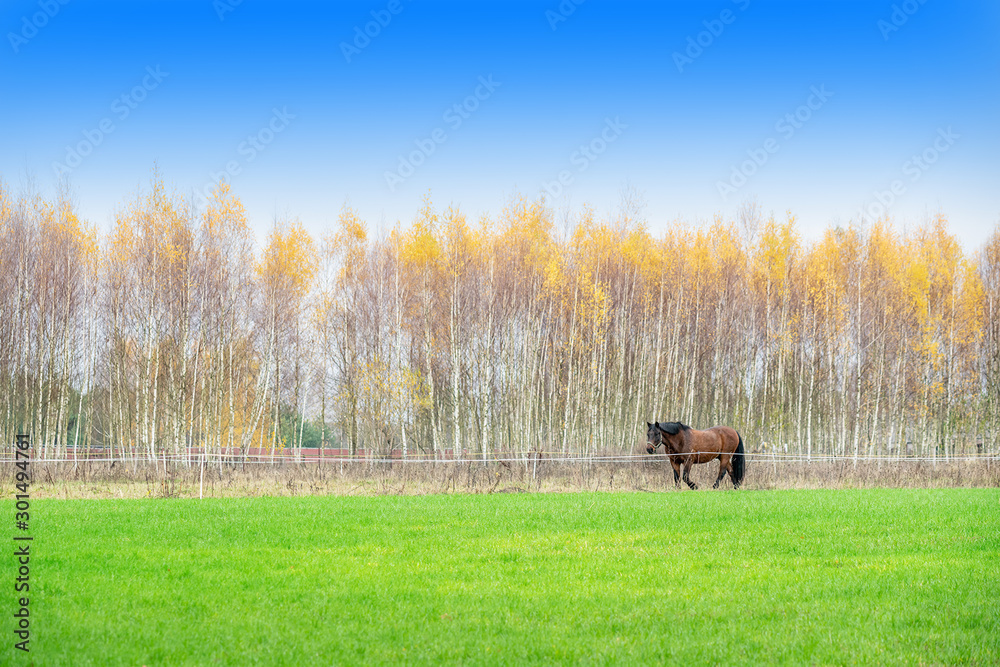 The Zemaitukas in autumn, a historic horse breed from Lithuania. It may ...