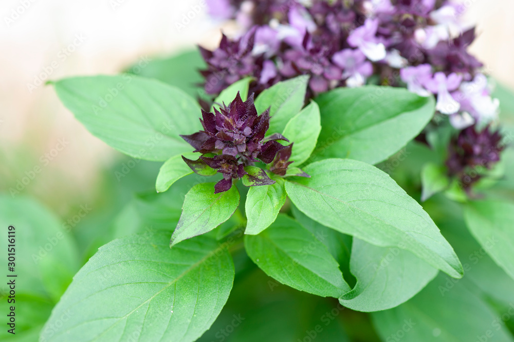 Hairy basil tree in bed of herbs with sunlight in morning. Lemon basil ...
