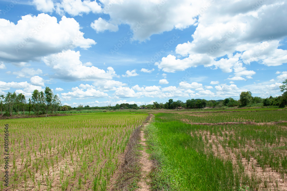 Rice field in Thailand, Prematurely dried out due to lack of rain. Rice ...