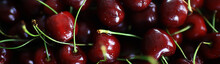 Cherry Fruit Cherries 1848 Free Stock Photo - Public Domain Pictures