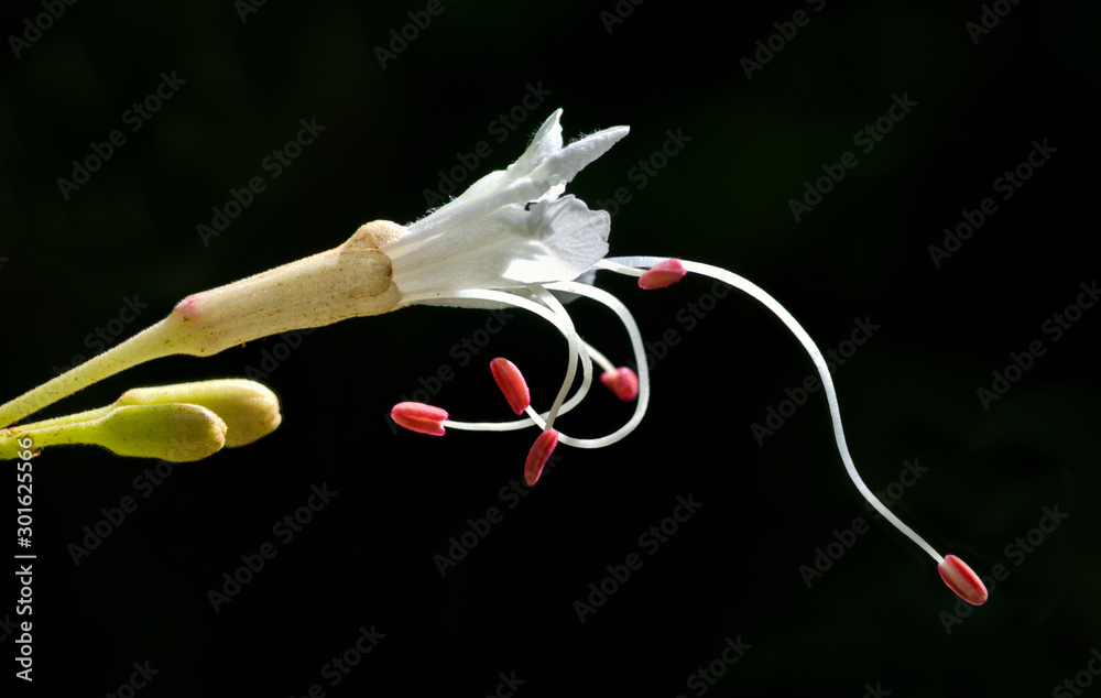 Individual flower of bottlebrush buckeye shrub (Aesculus parviflora ...