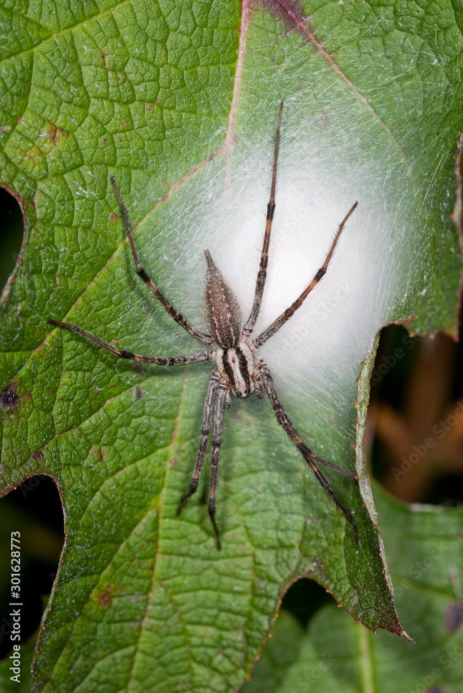 Funnel weaver/grass spider ( (Agelenidae) guarding her silk-covered egg ...