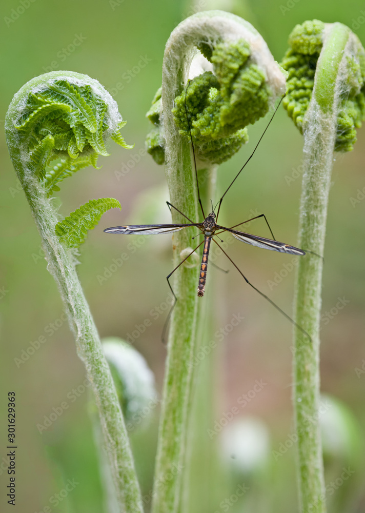 Cranefly (family Tipulidae) resting on furled fern fronds ("fiddleheads ...