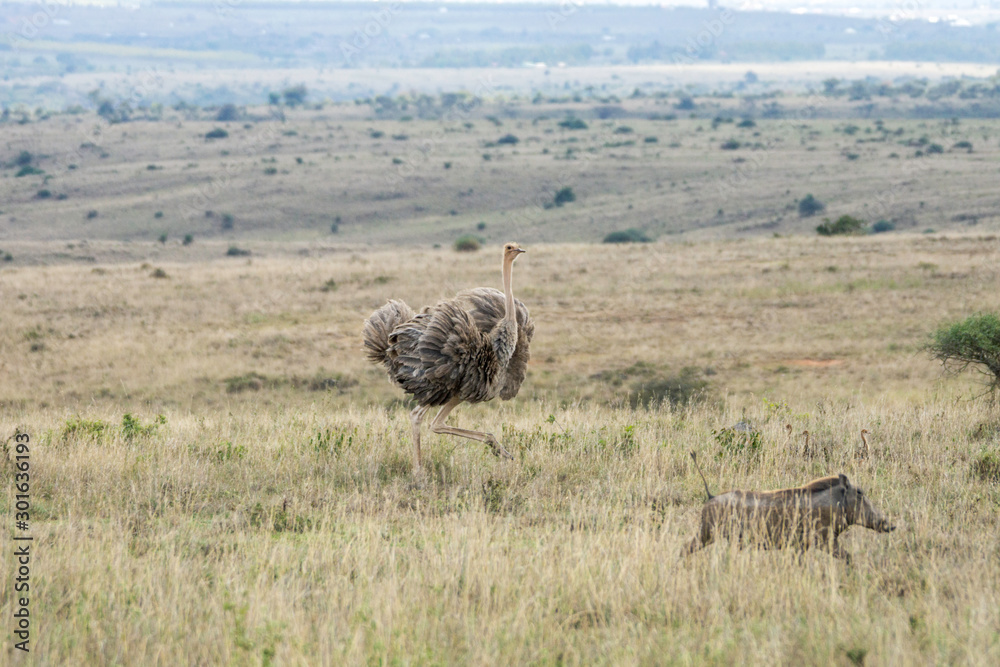 Ostrich chasing wildhog/warthog. Wildlife and safari concept. From ...