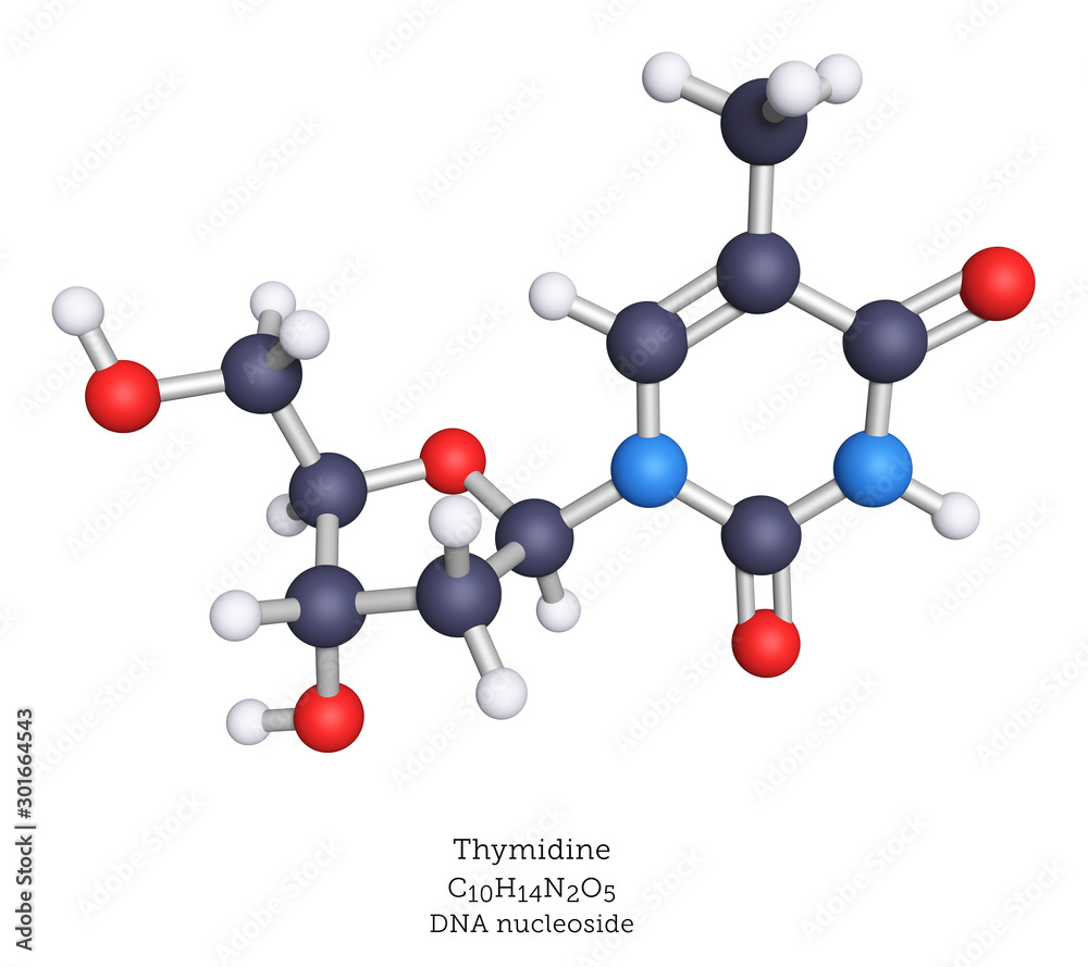 Thymidine nucleoside is made of deoxyribose as the sugar and thymine as ...