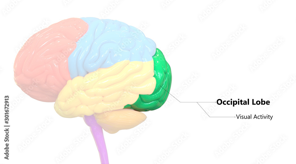 Central Organ of Human Nervous System Brain Occipital Lobe with Labels ...