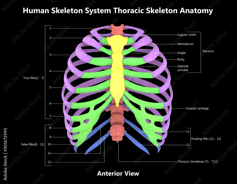 Ilustración de Stock Human Skeleton System Thoracic Skeleton with Detailed Labels Anatomy ...