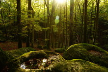 Enlightened Forest Path Free Stock Photo - Public Domain Pictures