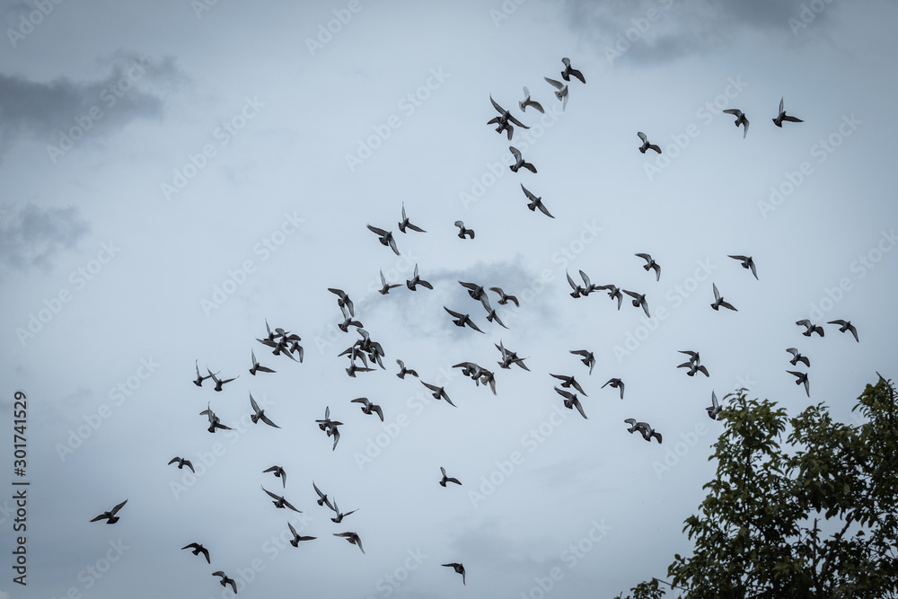 Stock-Foto „Flock of pidgeons flying towards do sky with moody stormy ...