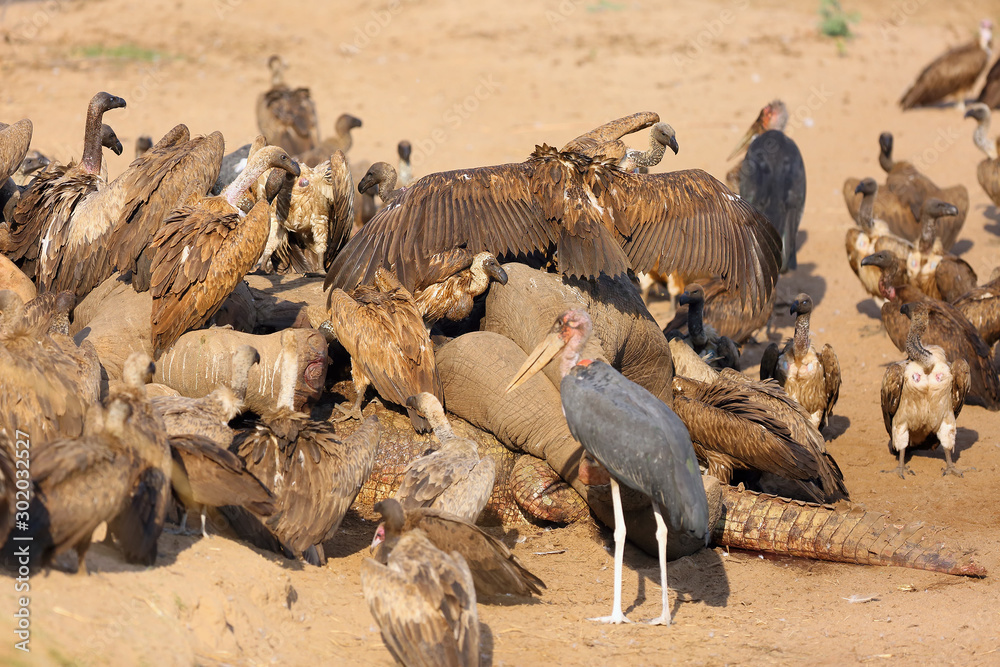 Vultures Feeding