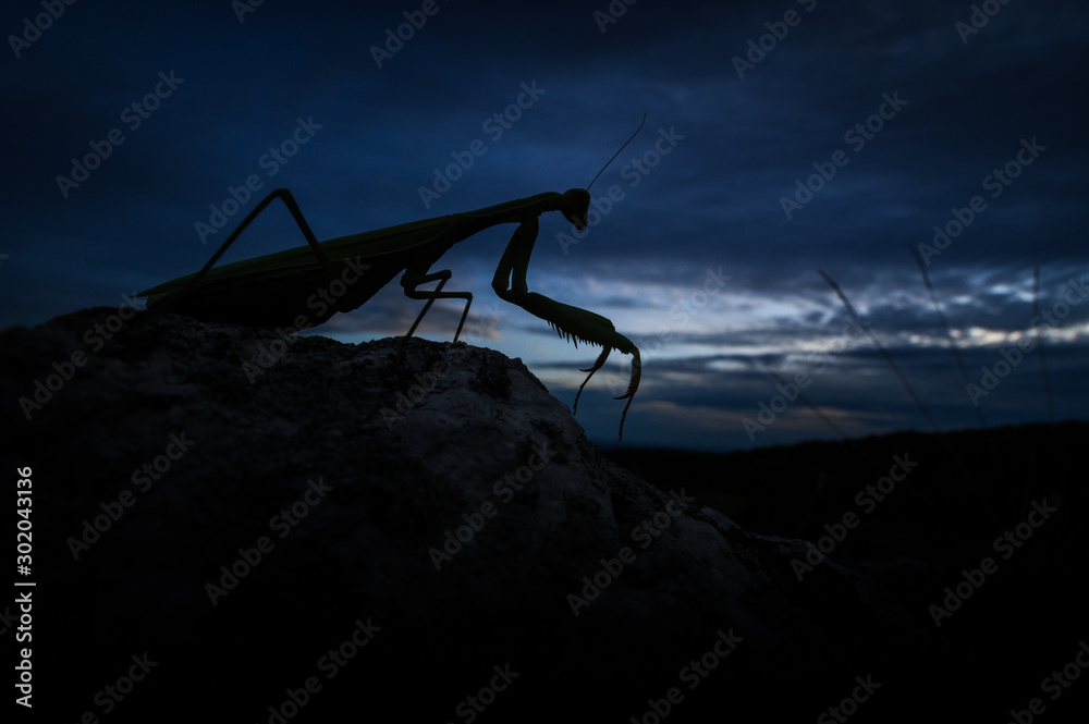 Praying mantis in the natural environment, wildlife, macro, detail ...