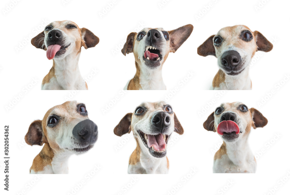 Collage set of 6 dogs portraits with different emotions. White ...