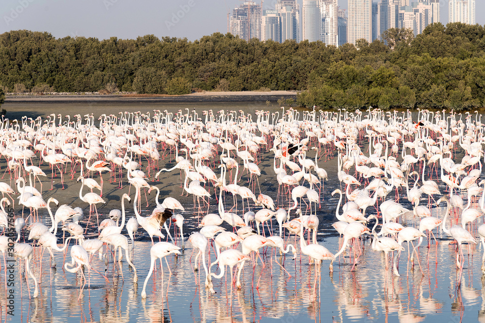 Caribbean pink flamingo at Ras al Khor Wildlife Sanctuary, a wetland ...