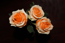 Three Orange Roses Free Stock Photo - Public Domain Pictures