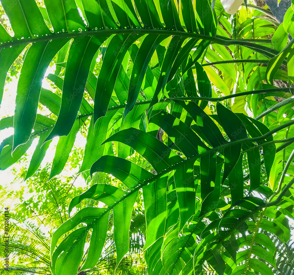 Green Anahaw Leaf. Anahaw is the national leaf of the Philippines. It ...