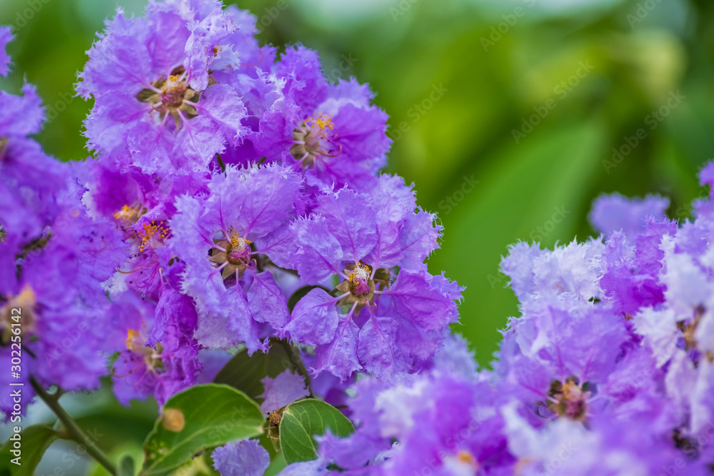 Pride of India flowers, Inthanin flowers Stock Photo | Adobe Stock