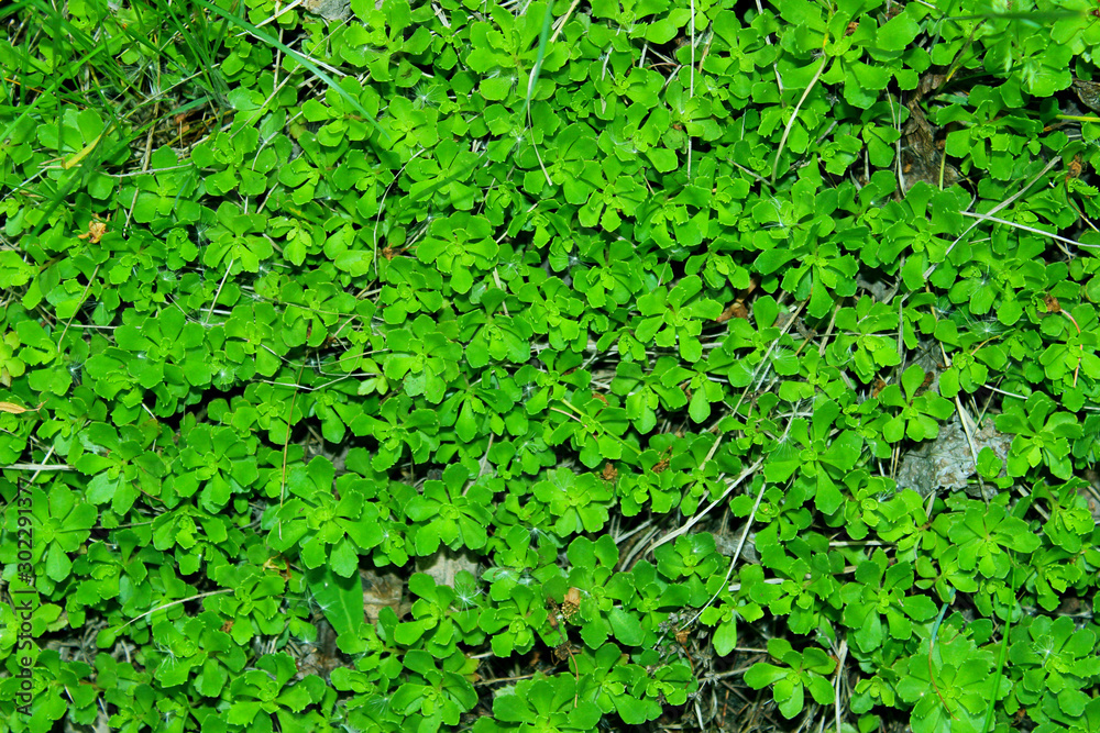Cropped sot of green plant. Green leaves background, close up ...
