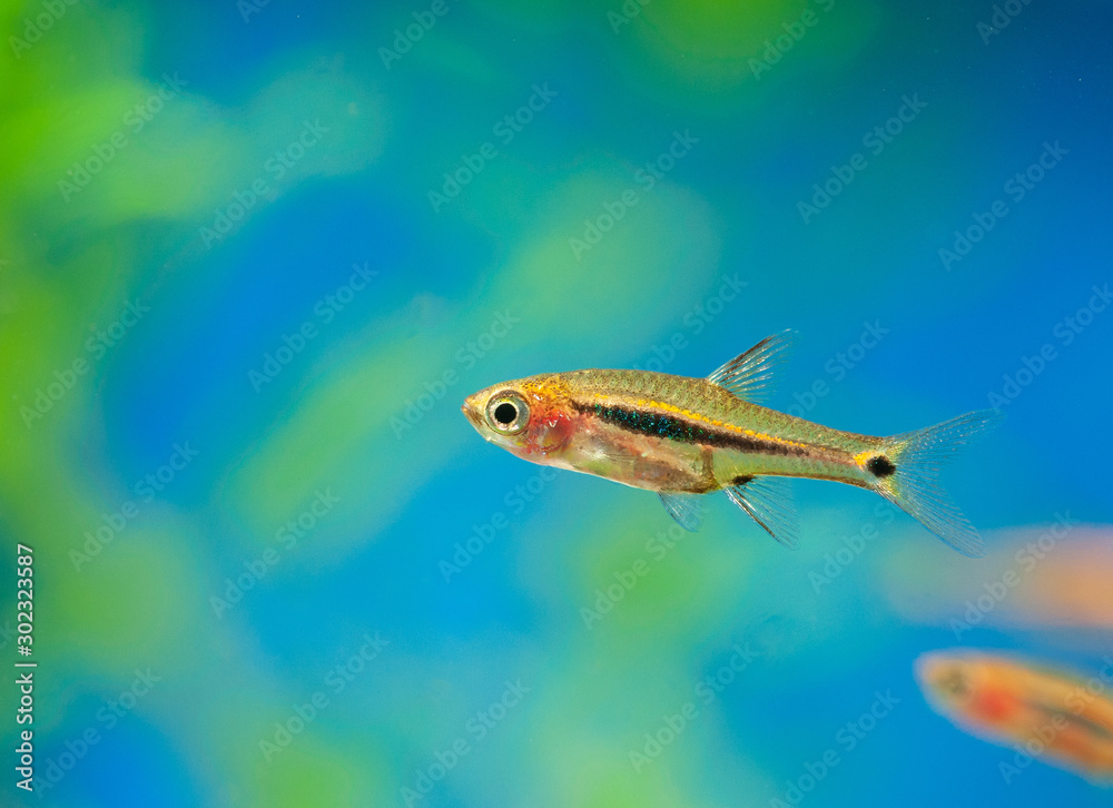 Least rasbora (Boraras urophthalmoides) in a mini aquarium Stock Photo ...