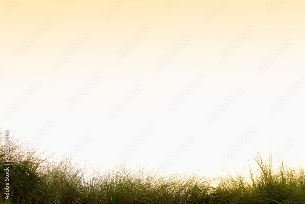 Grass border with sunset background. Natural wallpaper concept. Stock ...