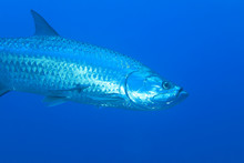 Tarpon Fish Free Stock Photo - Public Domain Pictures