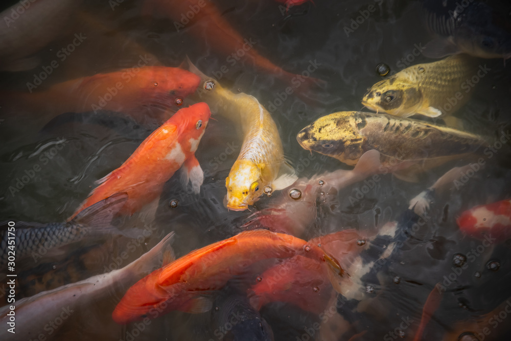 Koi fish eating food in the river Stock Photo | Adobe Stock