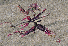 Purple Seaweed Free Stock Photo - Public Domain Pictures