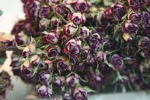 Syringa Tree With Leaves & Berries Free Stock Photo - Public Domain ...