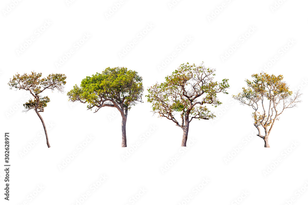collection of tropical tree in thailand isolated on white background ...