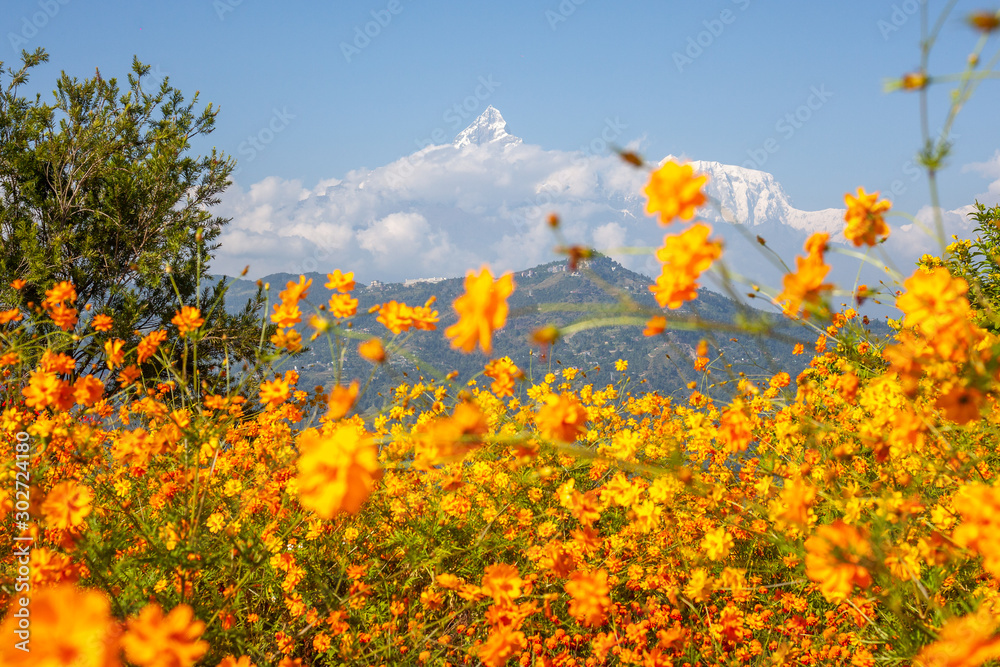 The Annapurna mountain in the background with colorful flowers in front ...