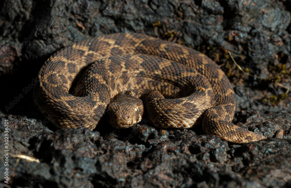 Highly Venomous Saw-scaled Viper seen at Satara,Maharashtra,India Stock ...