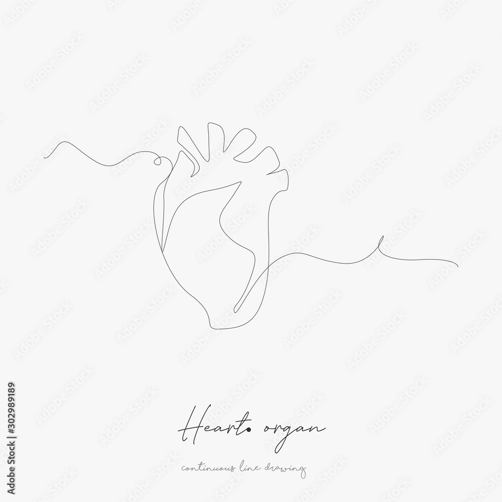 continuous line drawing. heart. organ. simple vector illustration ...