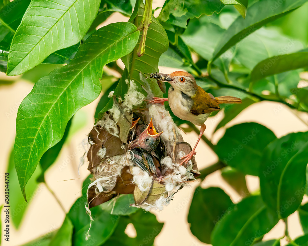 Common tailorbird feeding chicks at nest on a tree. This image shows ...