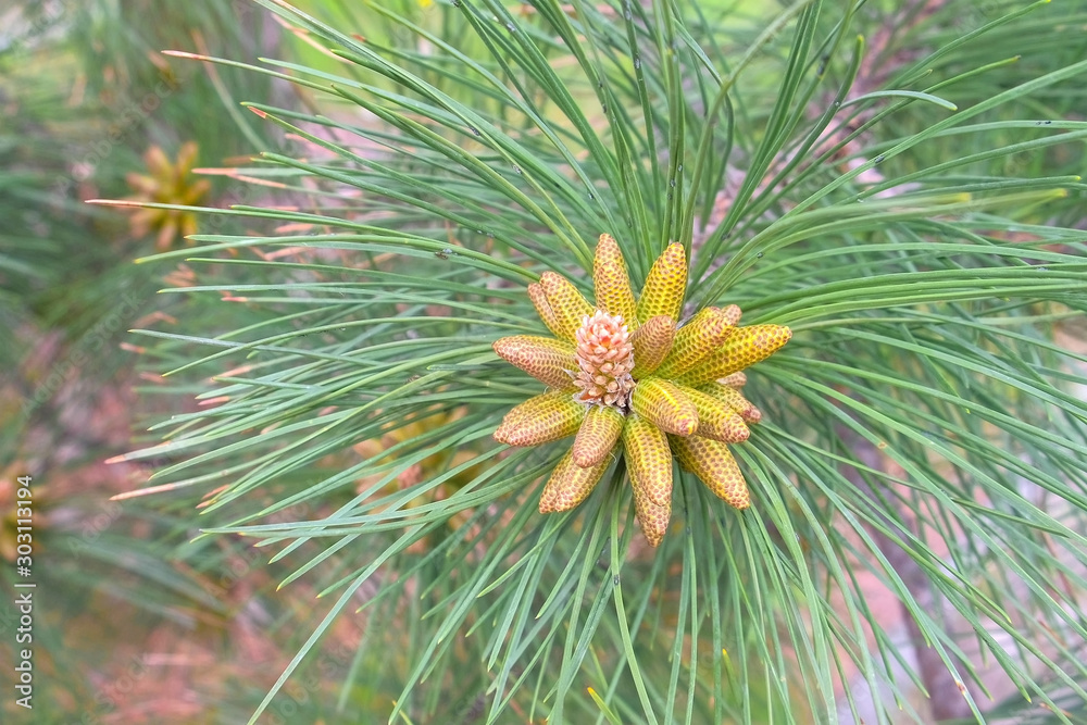Small young cones looks like amazing flowers on pine tree branches ...