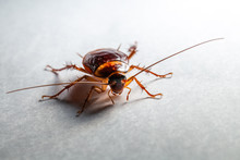 Grey Cockroach Free Stock Photo - Public Domain Pictures
