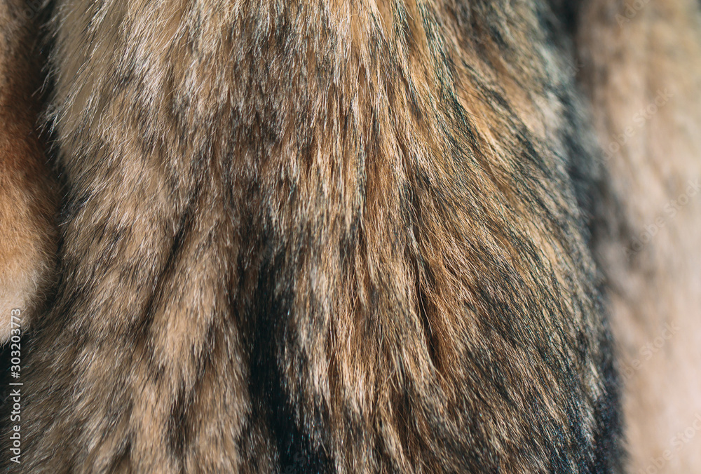 Animal fur. foxes, raccoon, wolf, beaver, mink, nutria hanging after ...