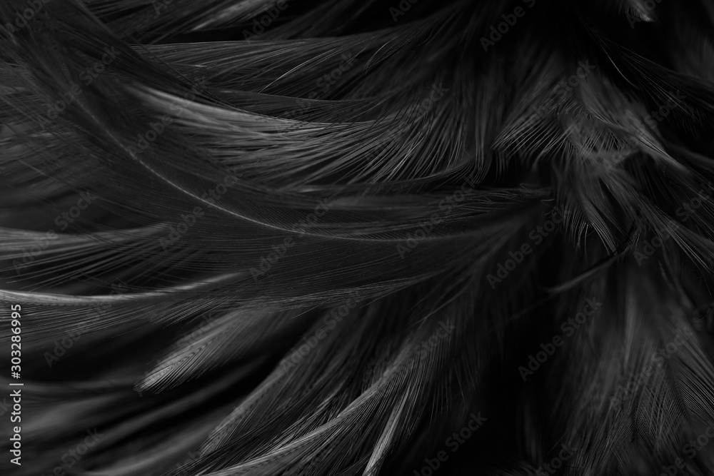 black feather background