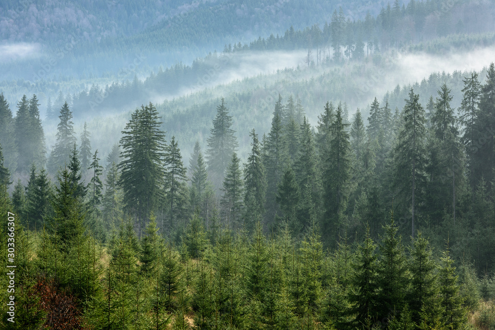 dense pine forests