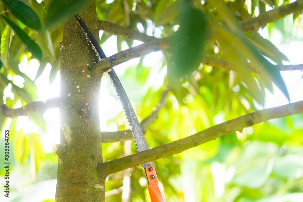 Farmer Pruning durian tree with pruning saws for help Durian Growth ...