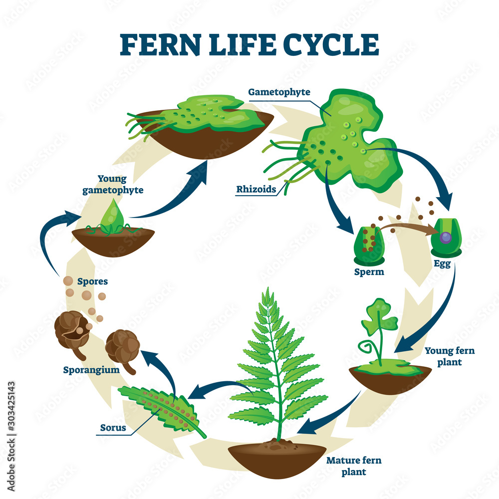 Fern life cycle vector illustration. Labeled educational development ...