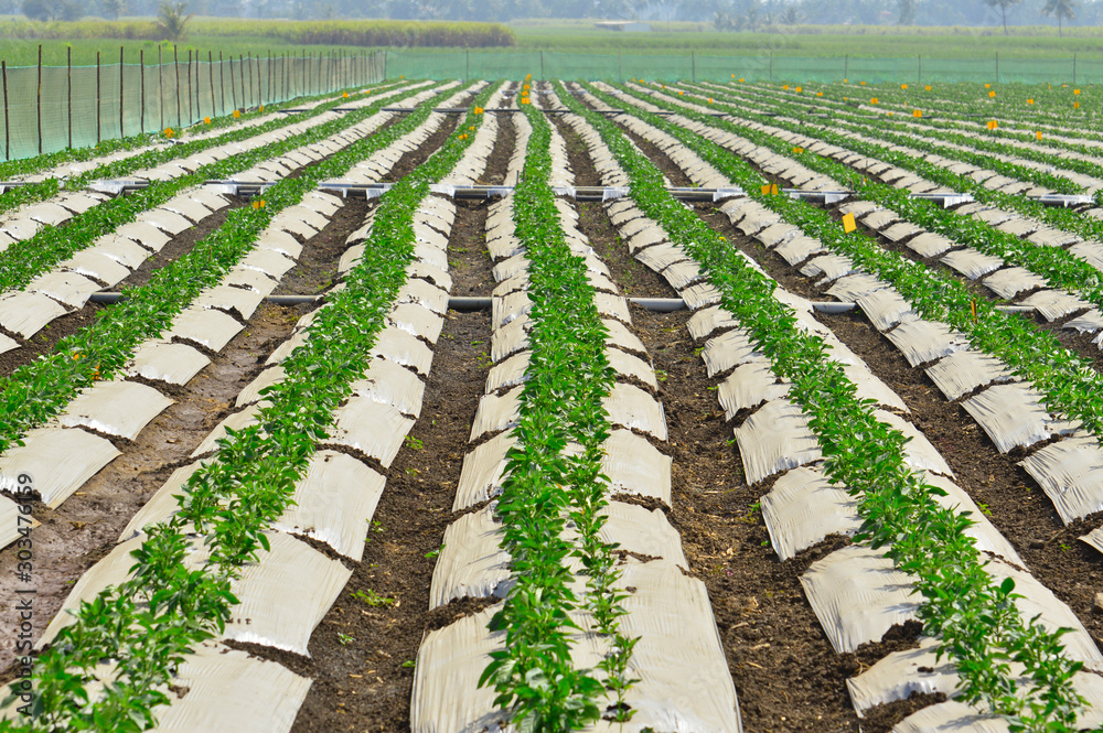 Chilli crops with mulching paper and drip irrigation system Stock Photo ...