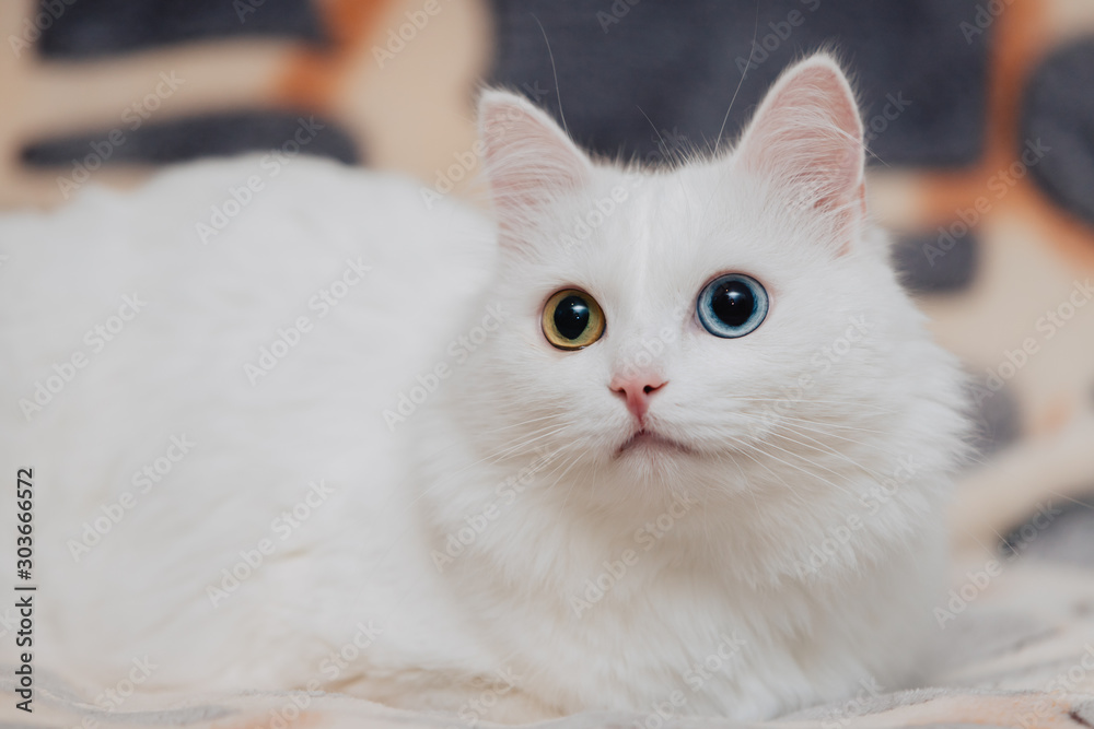 turkish angora odd eyed cat