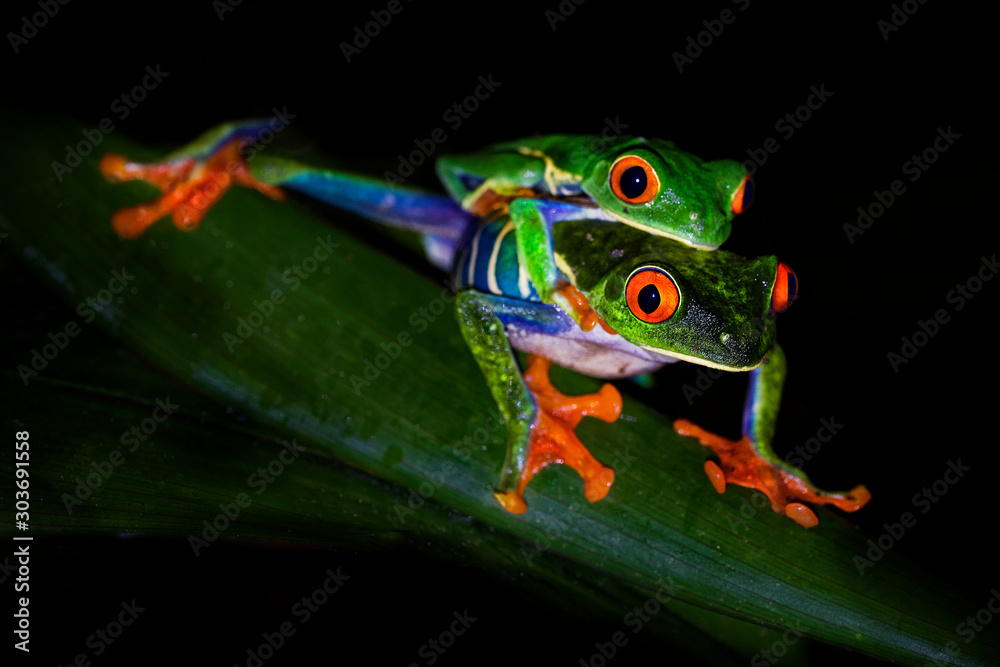 Photo Stock Red-eyed Tree Frog - Agalychnis callidryas arboreal hylid ...