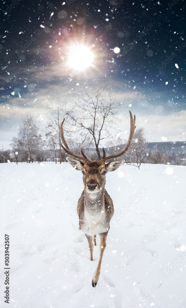 winter reindeer wallpaper