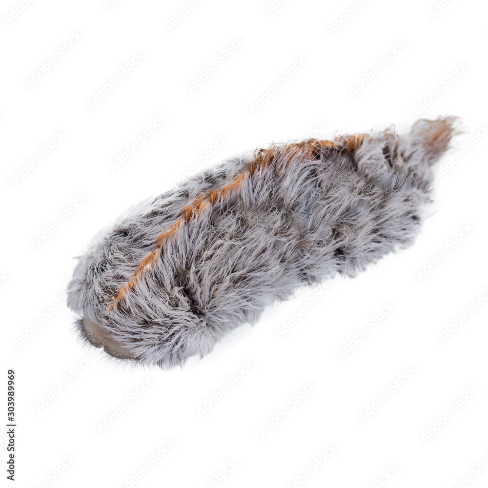 Caterpillar of the southern flannel moth (Megalopyge opercularis). he ...