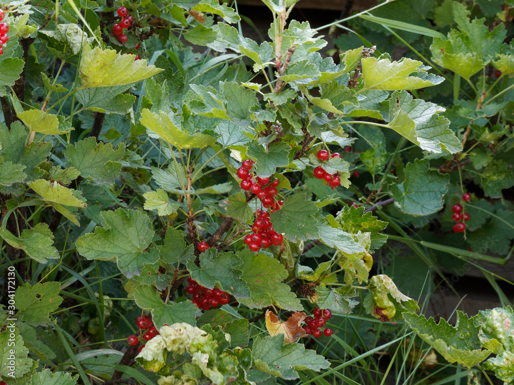 (Ribes rubrum) Groseillier à grappes ou groseillier rouge avec de ...