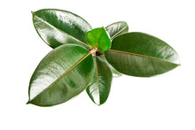 Fig Tree Top In Sun Free Stock Photo - Public Domain Pictures