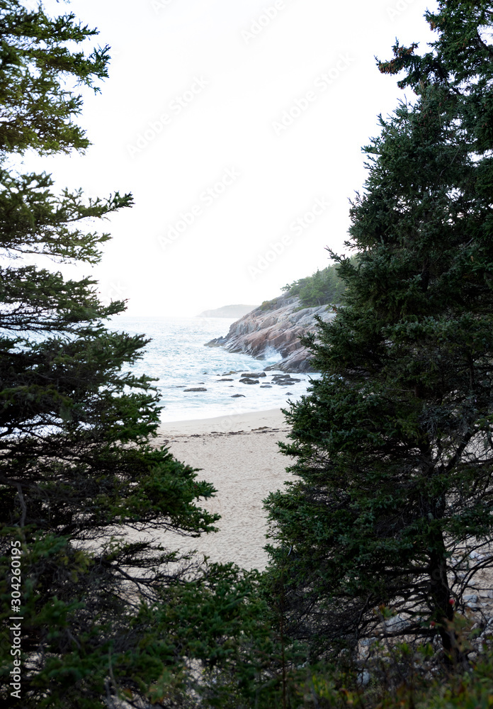 Looking through evergreen trees at Sand Beach in Acadia National Park ...