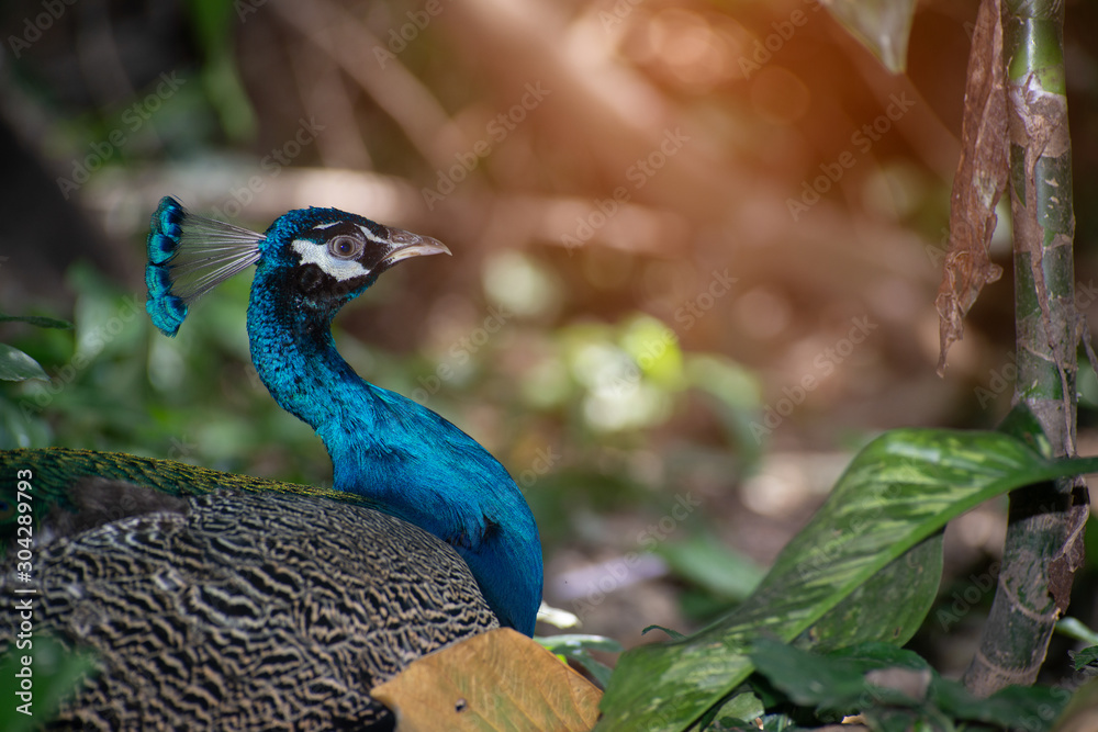 Beautiful Indian peafowl - Pavo cristatus - male (peacock) walking on ...