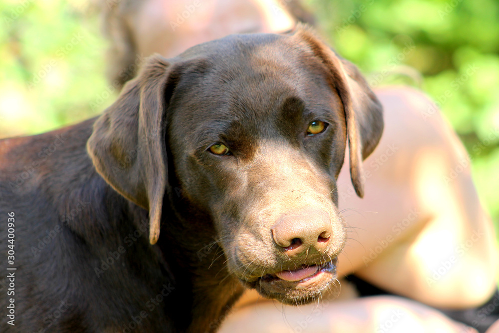 brown labrador with funny stupid face Stock Photo | Adobe Stock